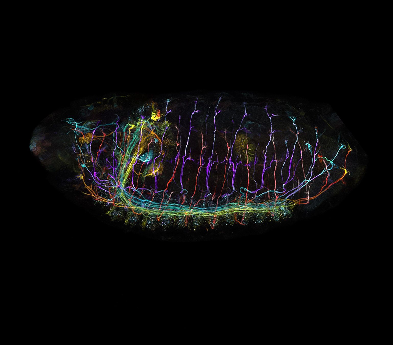 Lattice SIM Launch and Confocal and Super-resolution Workshop